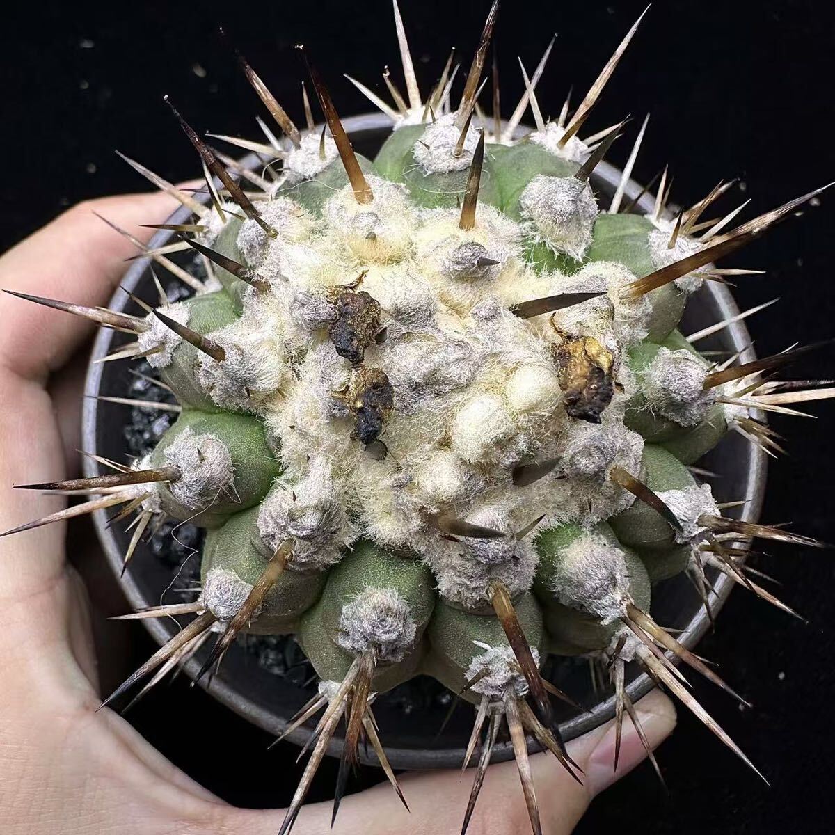 Yahoo!オークション - 184G コピアポア シネレア コルムナアルバ 孤竜...