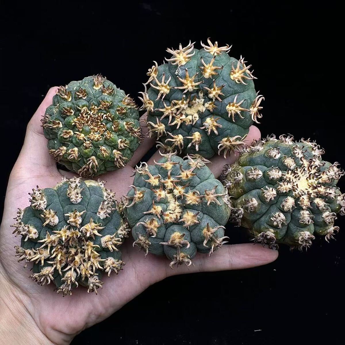 Yahoo!オークション - 186G サボテン 多肉植物 短刺天平丸 ギムノカリ...