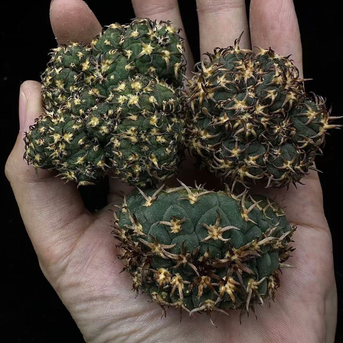 Yahoo!オークション - 188G サボテン 多肉植物 短刺天平丸 群生 ギムノ...