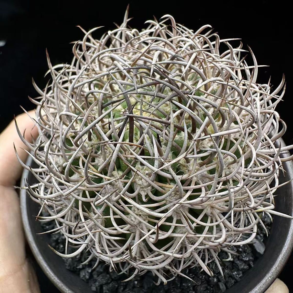 Yahoo!オークション - 205Gサボテン 多肉植物 Eriosyce bulbocalyx 逆...