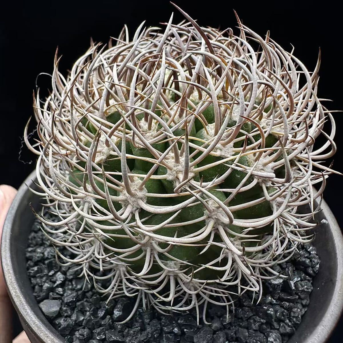 Yahoo!オークション - 205Gサボテン 多肉植物 Eriosyce bulbocalyx 逆...