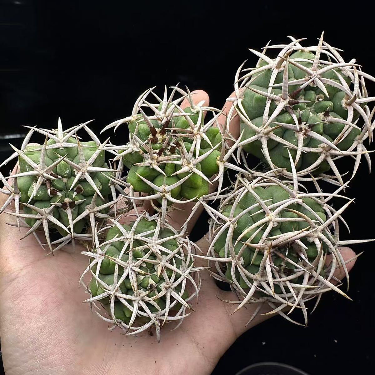 Yahoo!オークション - 209Gサボテン 多肉植物 ギムノカリキュウム フェ...