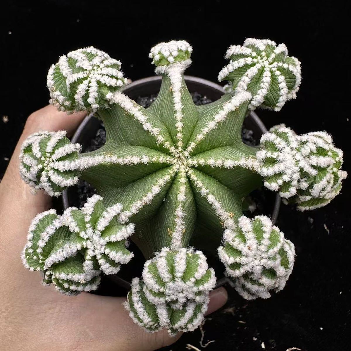 Yahoo!オークション - 214G ヒントニー 群生 Aztekium hintonii サボテ...