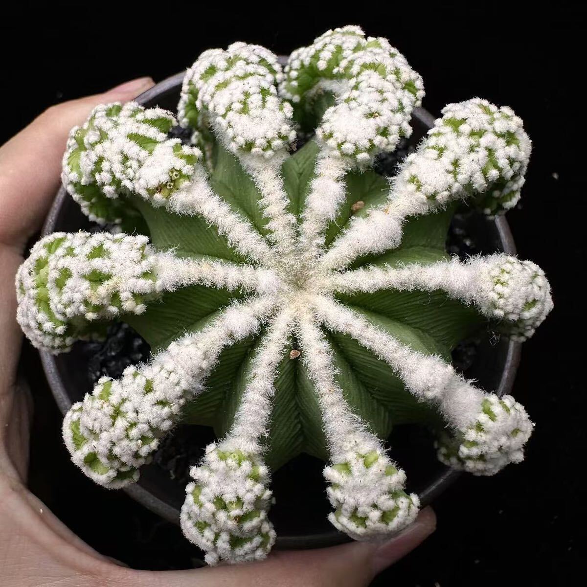 Yahoo!オークション - 216G ヒントニー Aztekium hintonii サボテン 多...