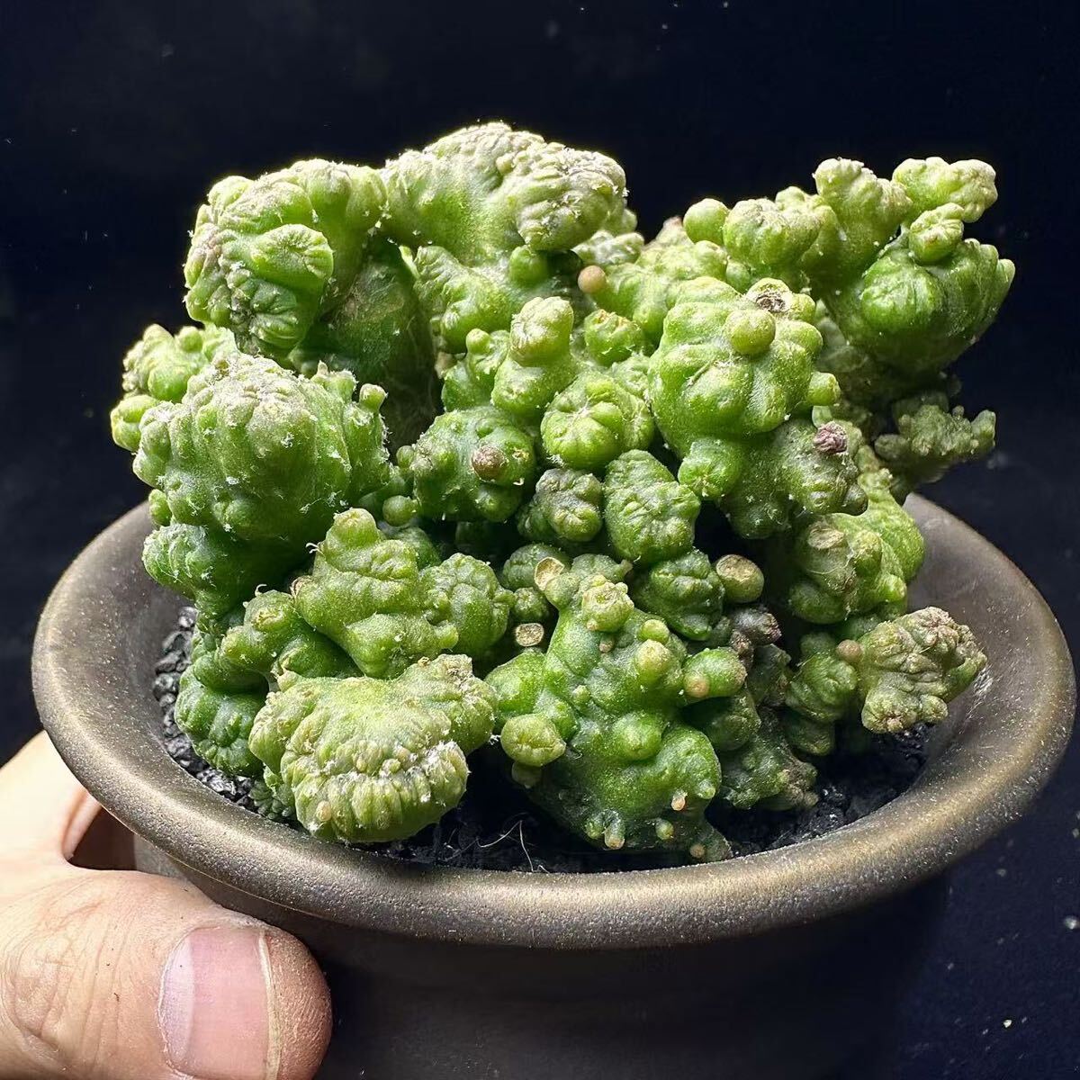 Yahoo!オークション - 224Gサボテン エキノプシス 短毛丸 石化 群生 Ec...