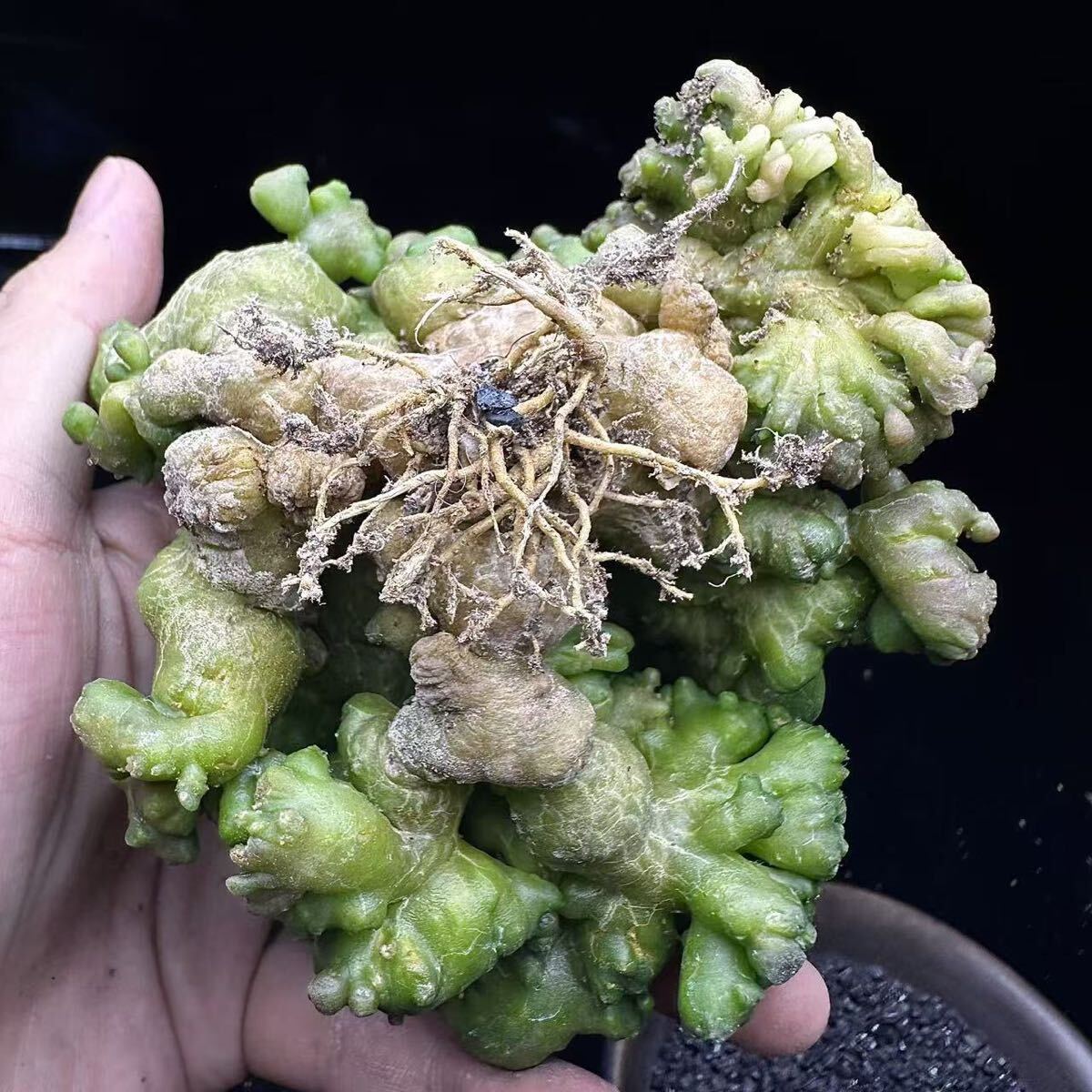 Yahoo!オークション - 224Gサボテン エキノプシス 短毛丸 石化 群生 Ec...