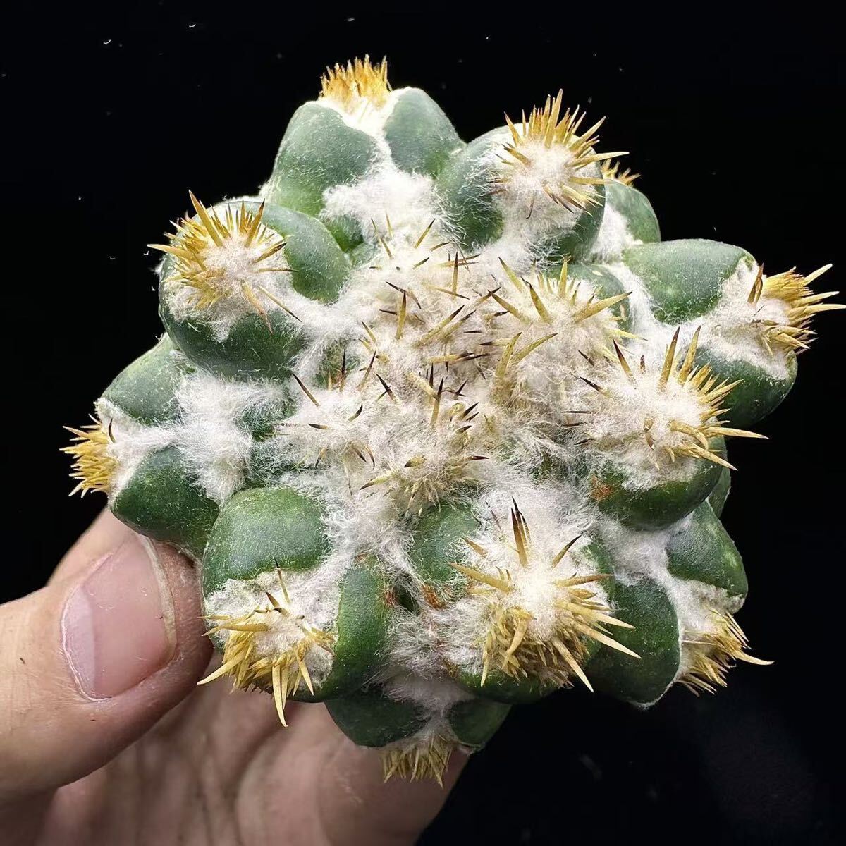 Yahoo!オークション - 228G サボテン コリファンタ 象牙丸 刺綴 Coryph...