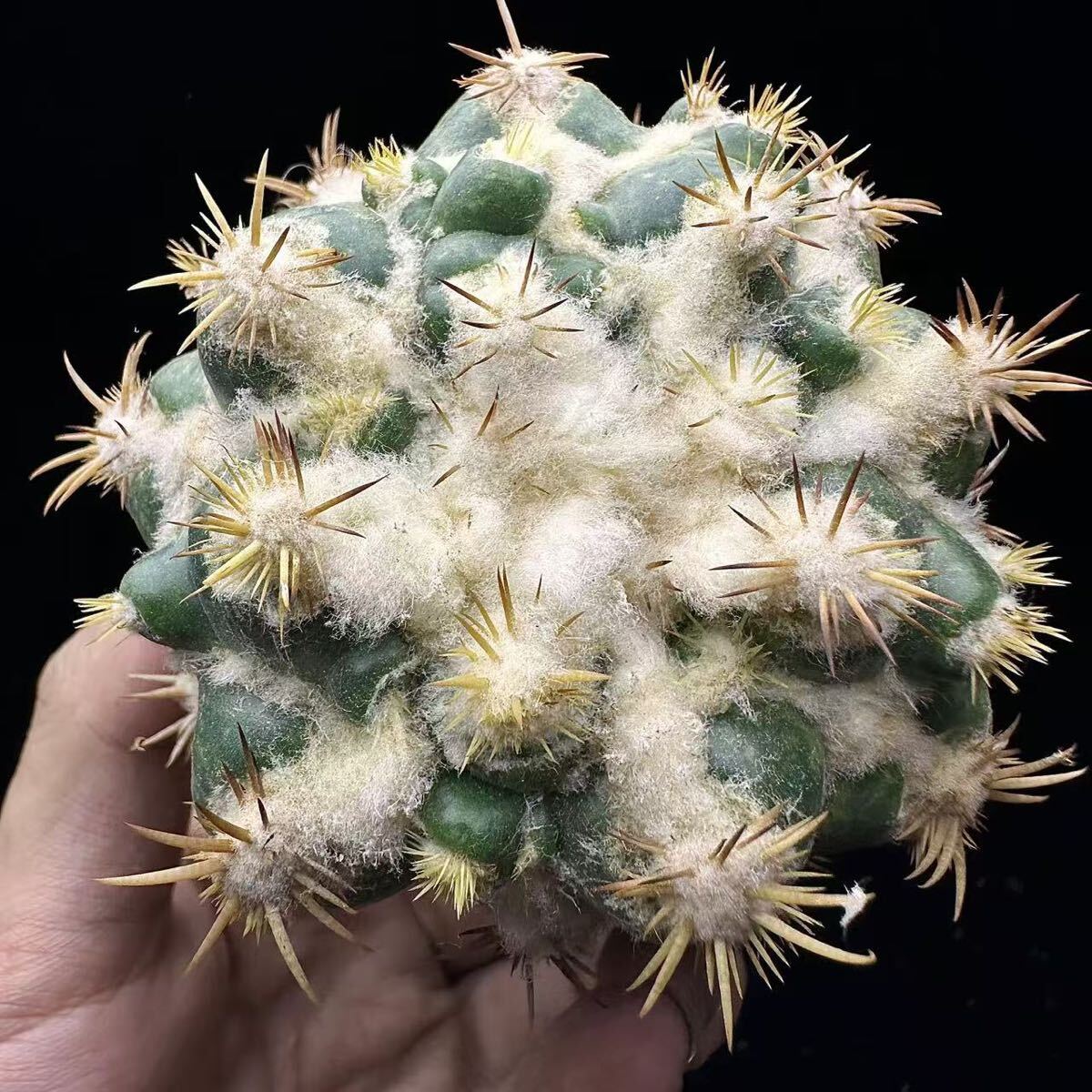 Yahoo!オークション - 229G サボテン コリファンタ 象牙丸 刺綴 Coryph...