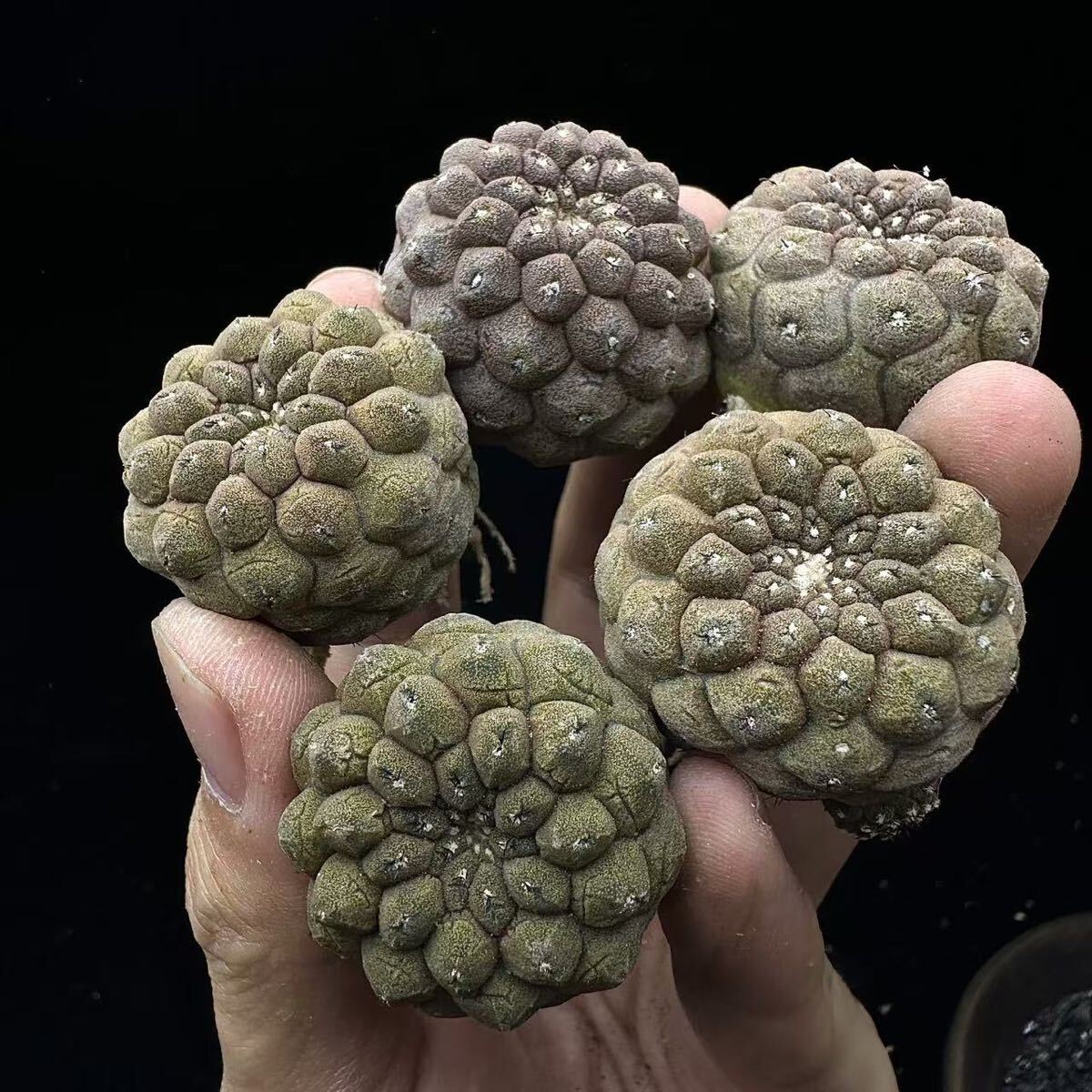 Yahoo!オークション - 238Gサボテン コピアポア ヒポガエア リザードス...