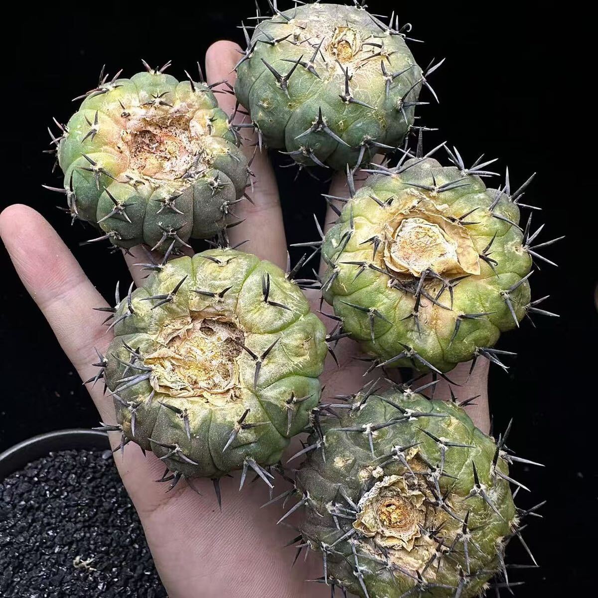 Yahoo!オークション - 243G サボテン 多肉植物 ギムノカリキウム 黑刺...