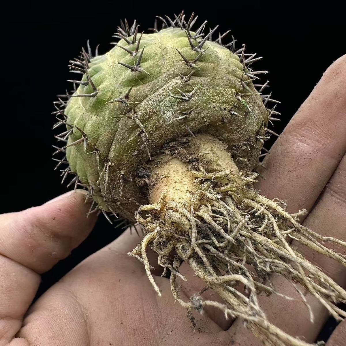 Yahoo!オークション - 244G サボテン 多肉植物 ギムノカリキウム 黑刺...