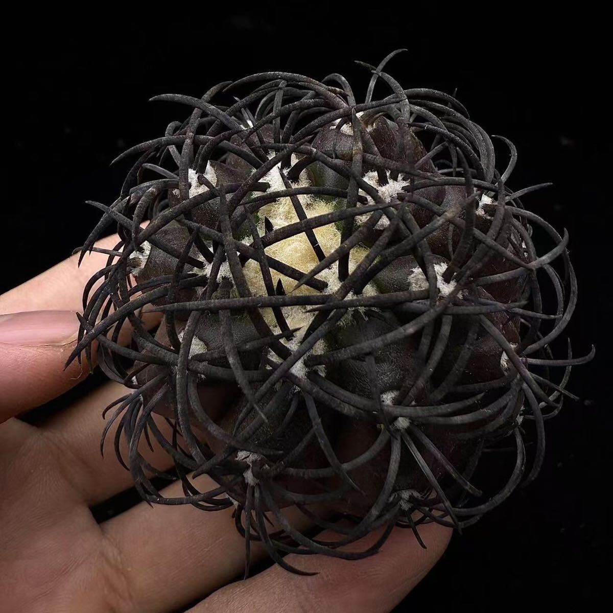 Yahoo!オークション - 251Gコピアポア グリセオビオラセア 栗星玉 spic...