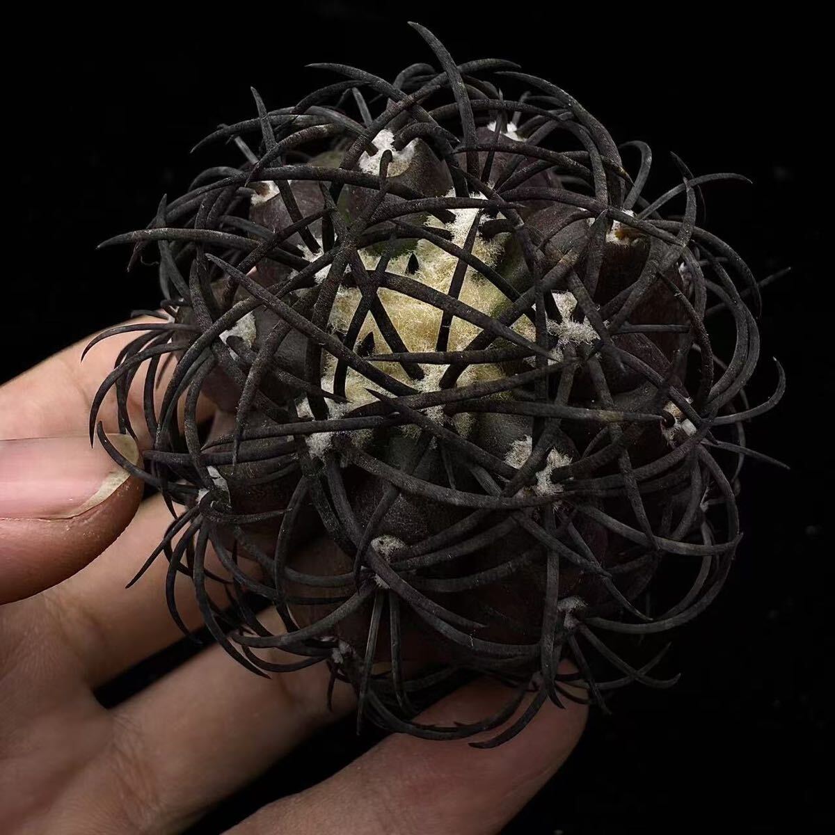 Yahoo!オークション - 251Gコピアポア グリセオビオラセア 栗星玉 spic...