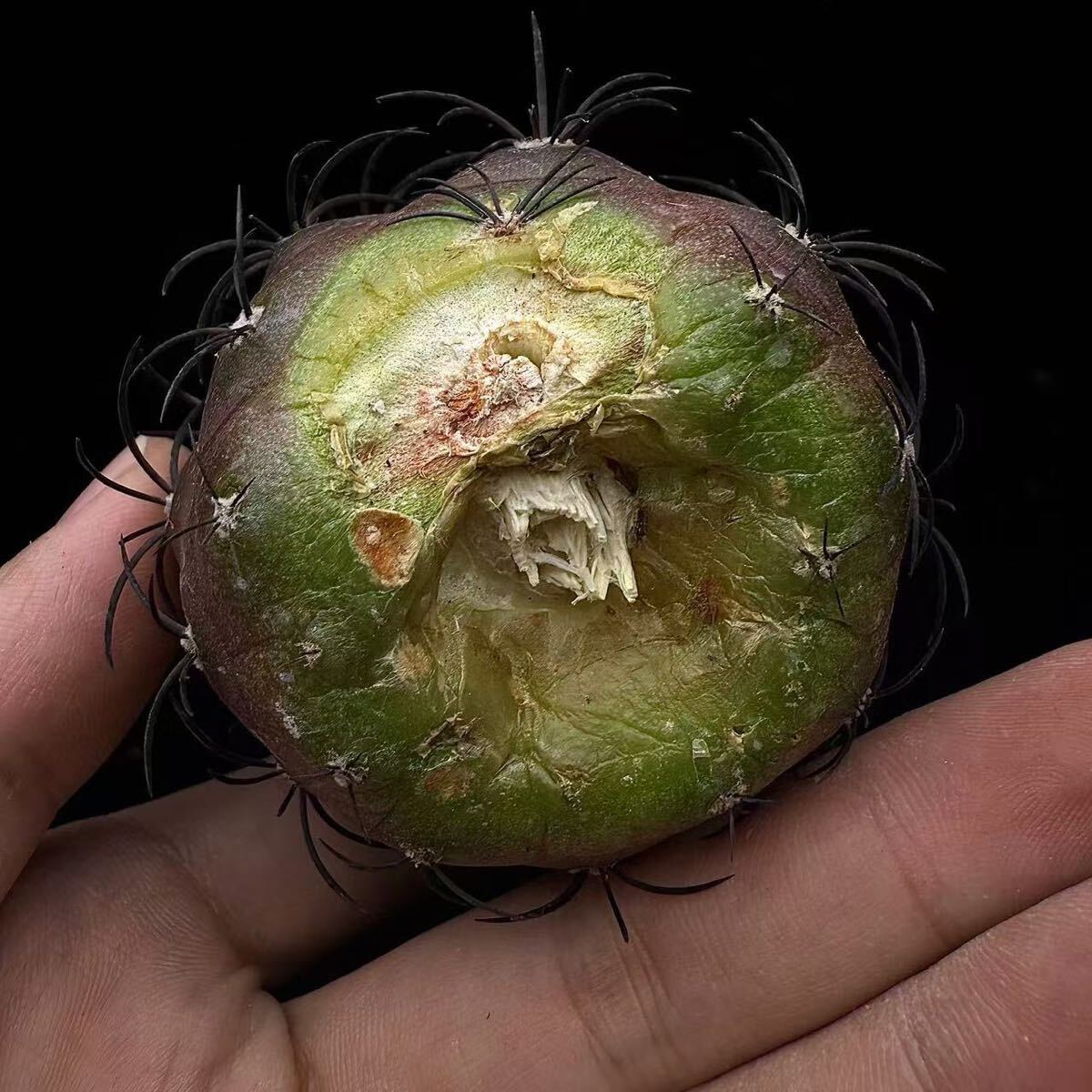 Yahoo!オークション - 251Gコピアポア グリセオビオラセア 栗星玉 spic...