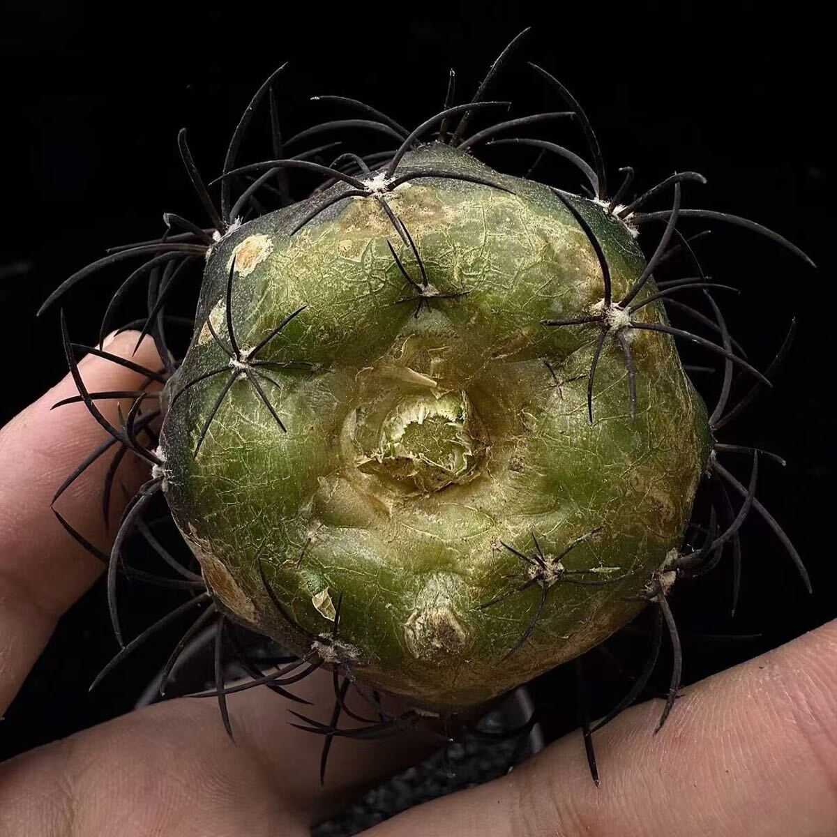 Yahoo!オークション - 252Gコピアポア グリセオビオラセア 栗星玉 spic...