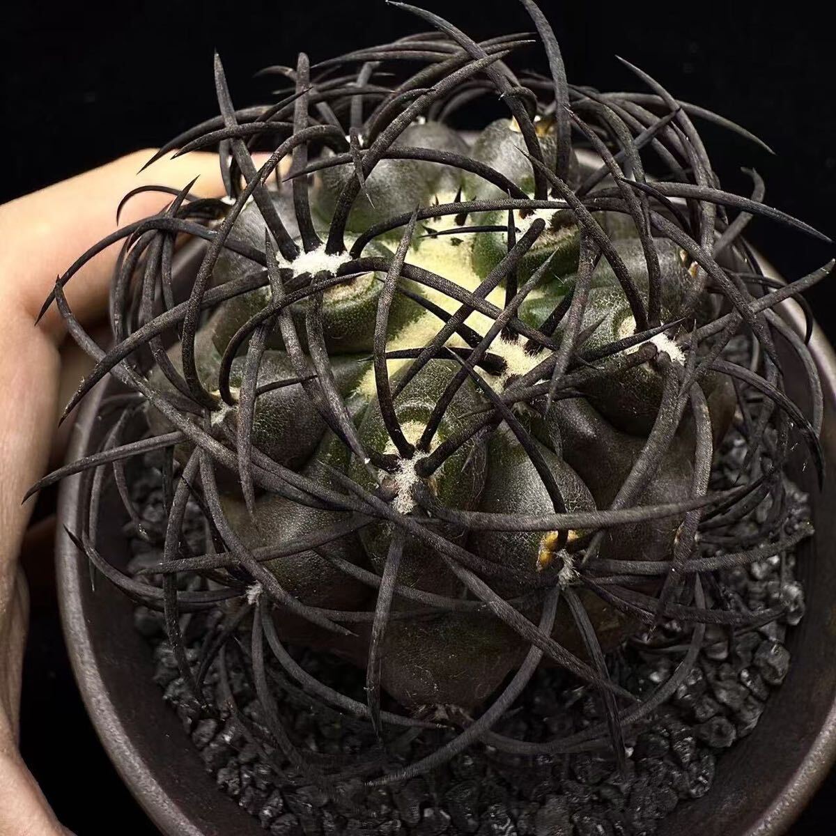 Yahoo!オークション - 253Gコピアポア グリセオビオラセア 栗星玉 spic...