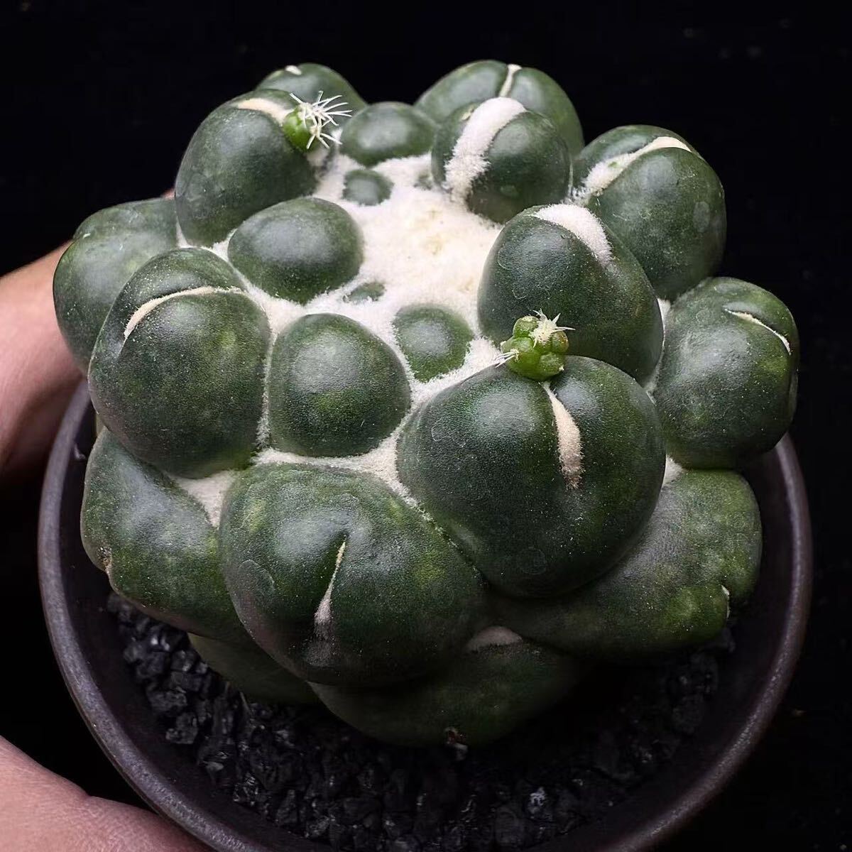 Yahoo!オークション - 267G コリファンタ 棘無し象牙丸 Coryphantha el...
