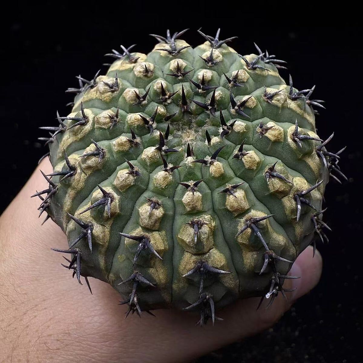 295G サボテン 多肉植物 ギムノカリキウム 黑刺鳳頭 錆斑紋 極美株(サボテン)｜売買されたオークション情報、yahooの商品情報をアーカイブ公開 - オークファン（aucfan.com）