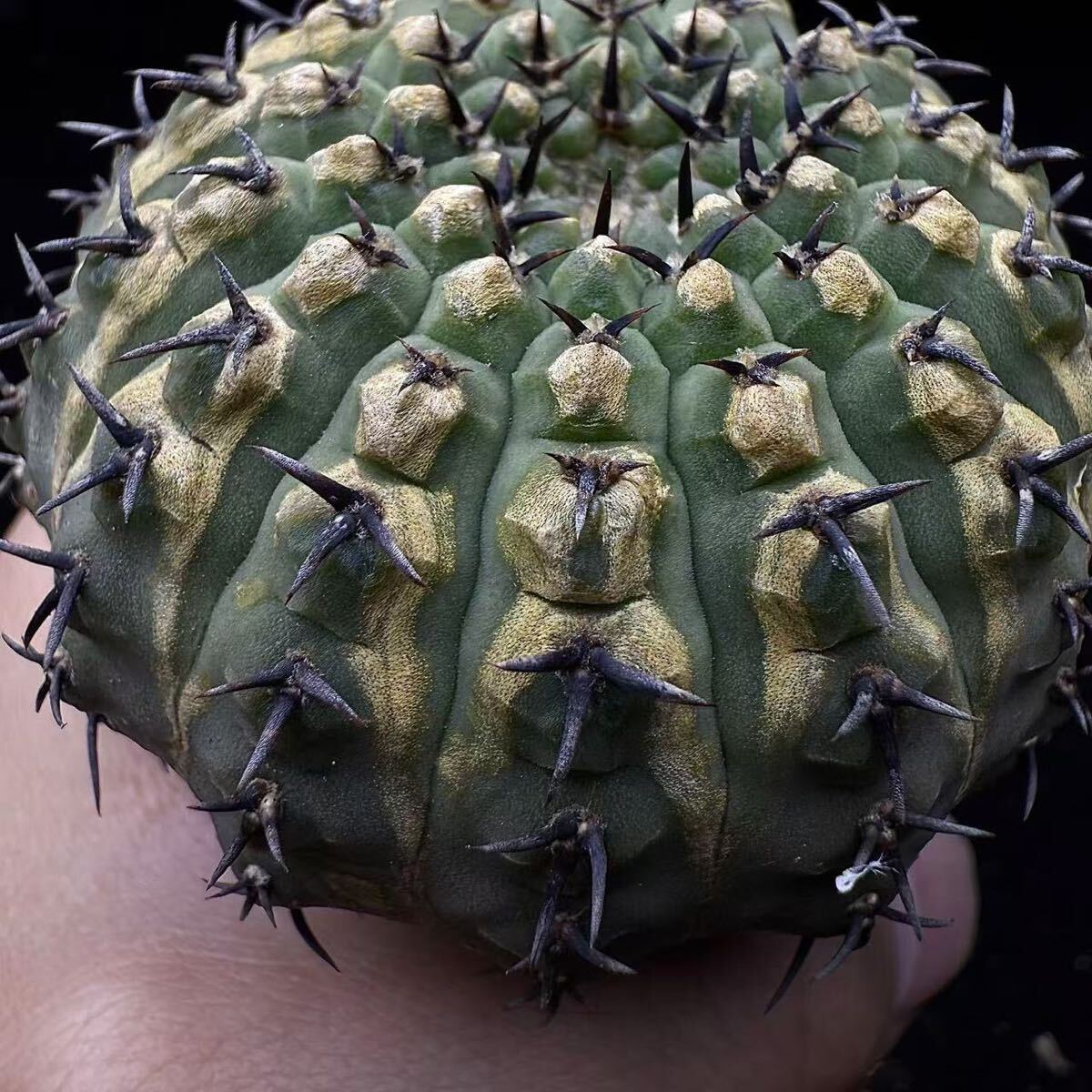 Yahoo!オークション - 295G サボテン 多肉植物 ギムノカリキウム 黑刺...