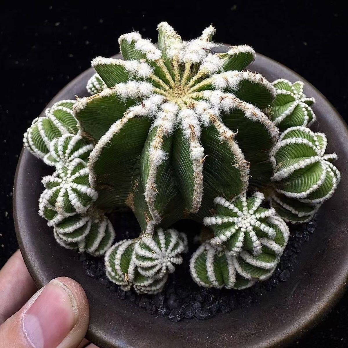 Yahoo!オークション - 313G ヒントニー 群生 Aztekium hintonii 根があ...