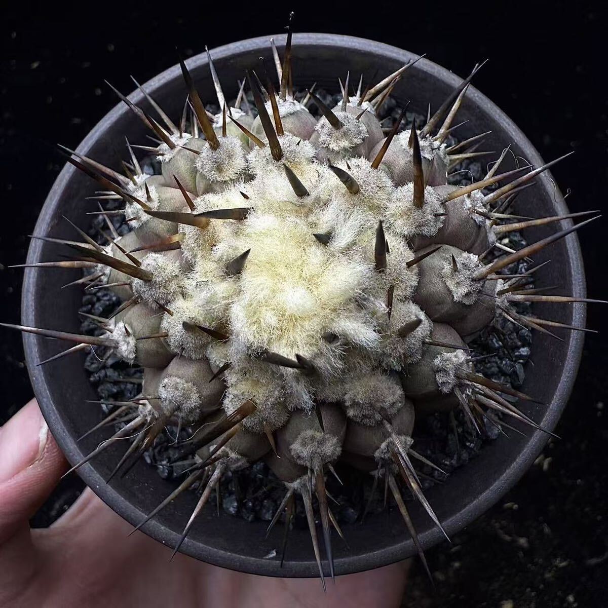 Yahoo!オークション - 319G コピアポア シネレア コルムナアルバ 孤竜...