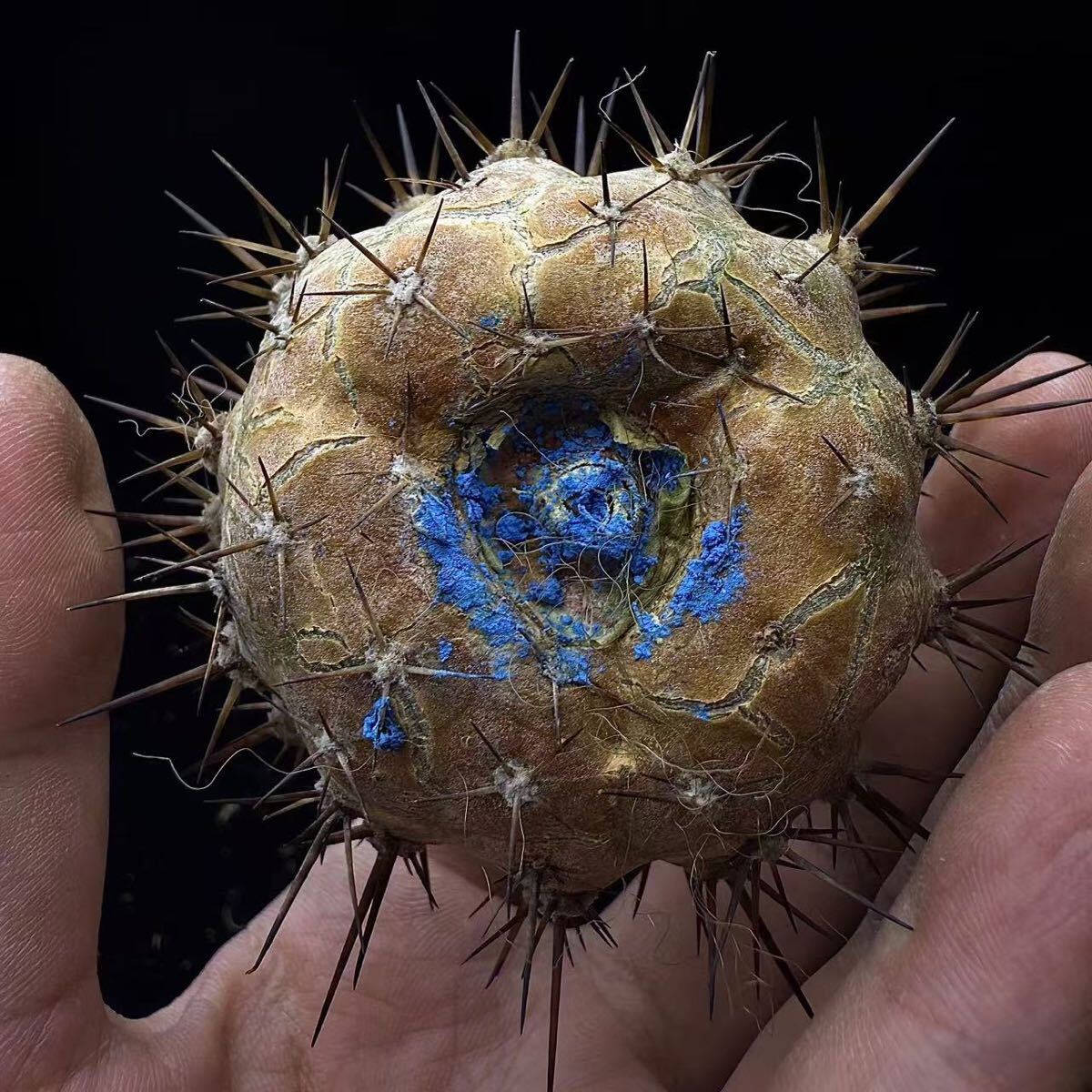 Yahoo!オークション - 319G コピアポア シネレア コルムナアルバ 孤竜...