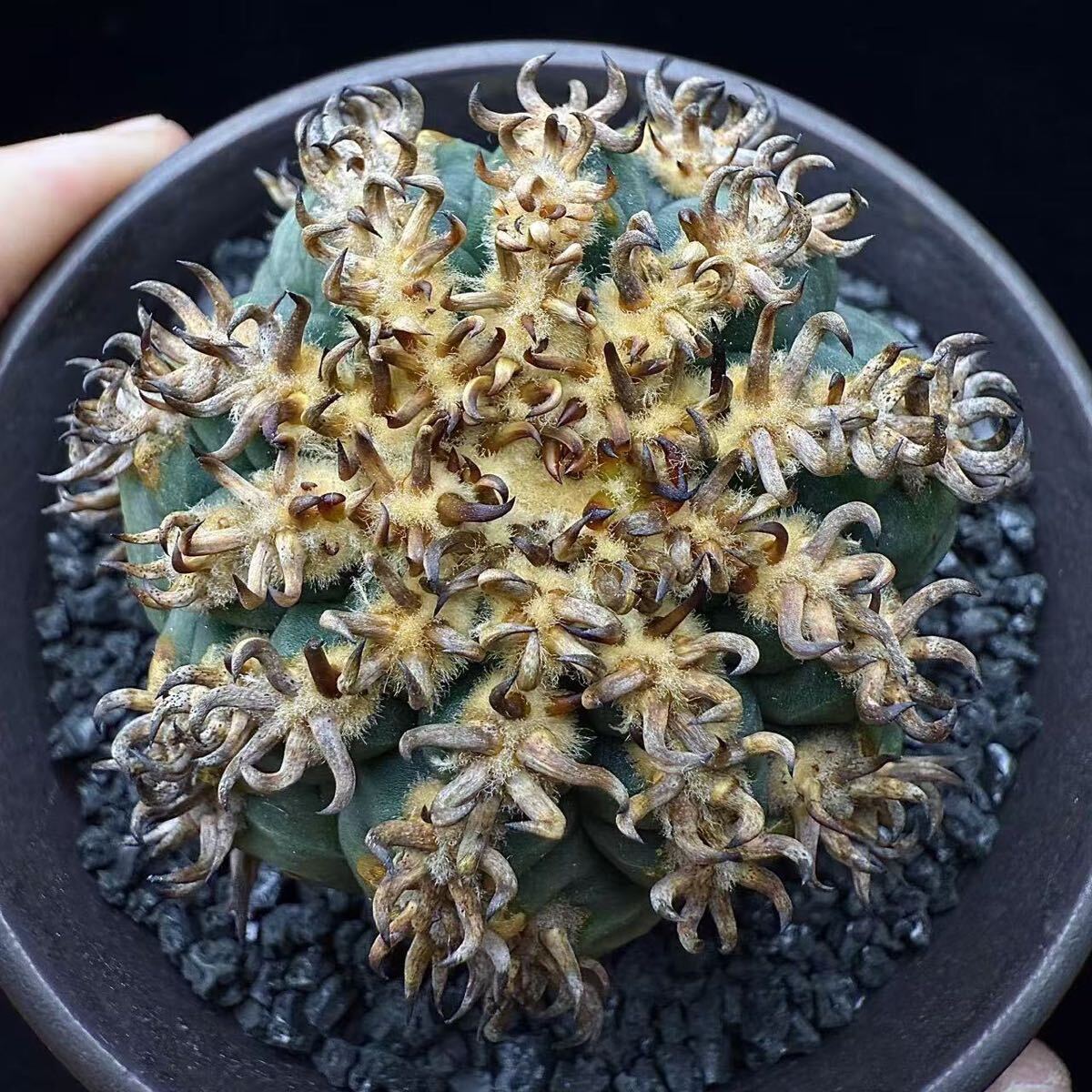 Yahoo!オークション - 328G サボテン 多肉植物 短刺天平丸 ギムノカリ...