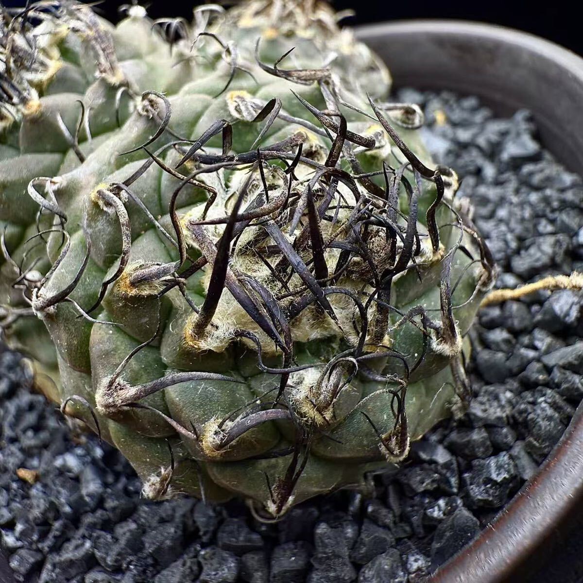 Yahoo!オークション - 333G サボテン 多肉植物ツルビニカルプス 昇竜丸...