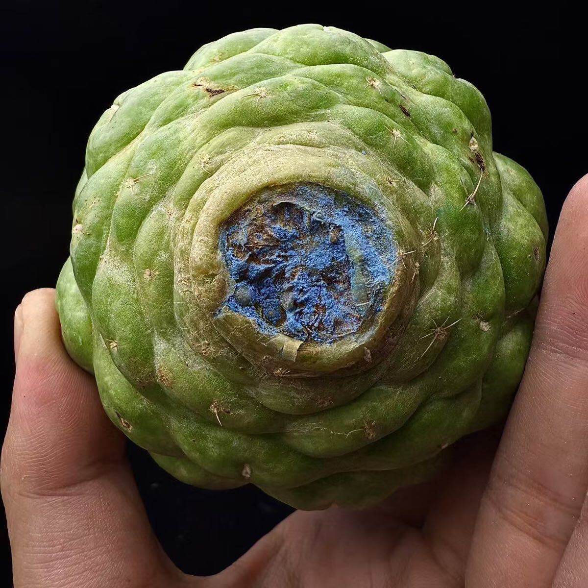 Yahoo!オークション - 336G サボテン コリファンタ 象牙丸 Coryphantha...