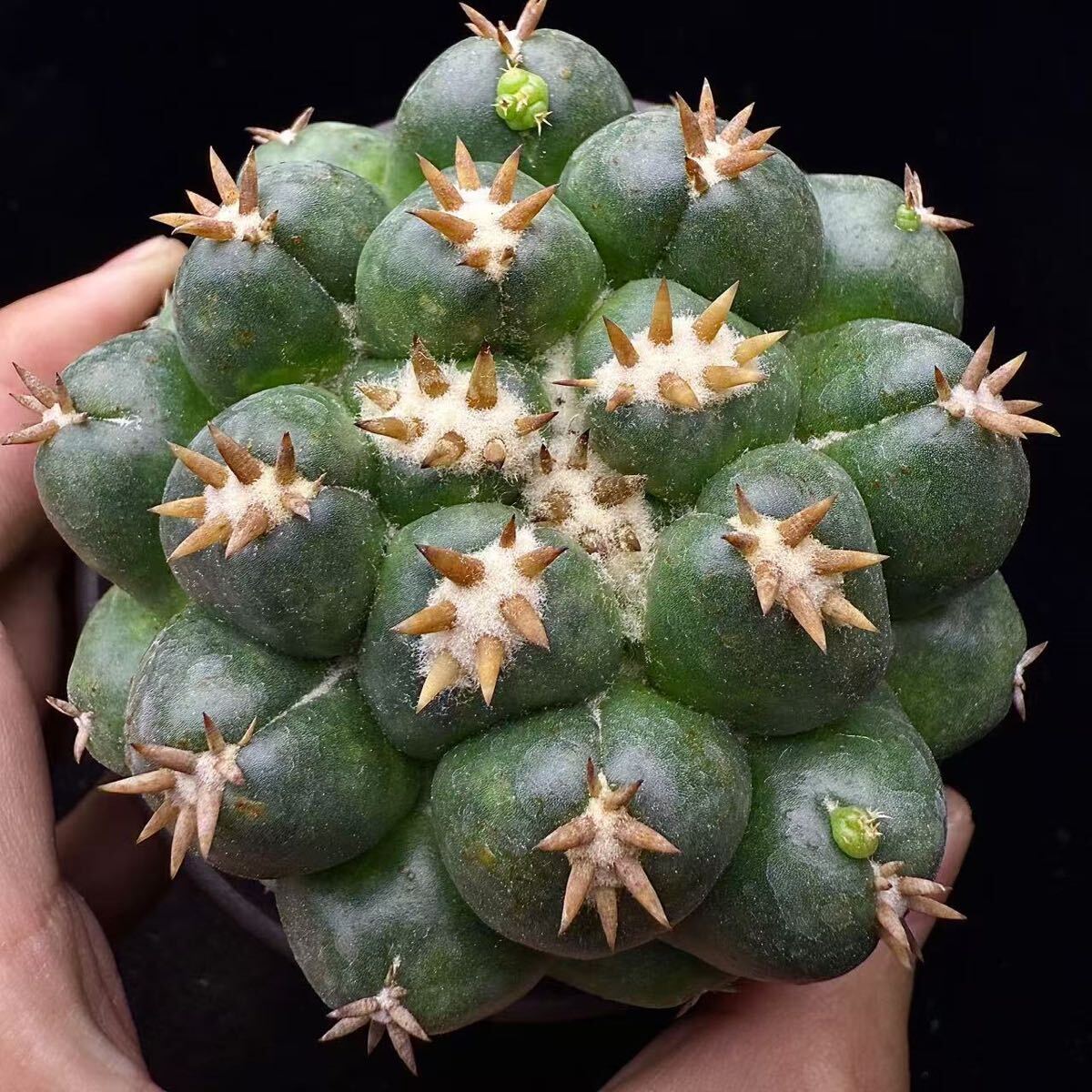 Yahoo!オークション - 337G サボテン コリファンタ 短刺象牙丸モンスト...