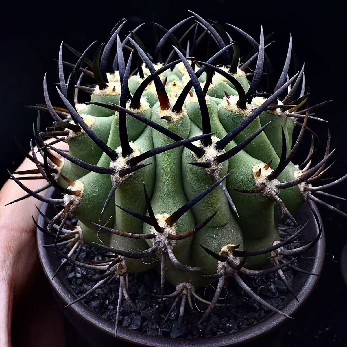 Yahoo!オークション - 383G 選抜株 エリオシケ 極光丸 Eriosyce cerati...