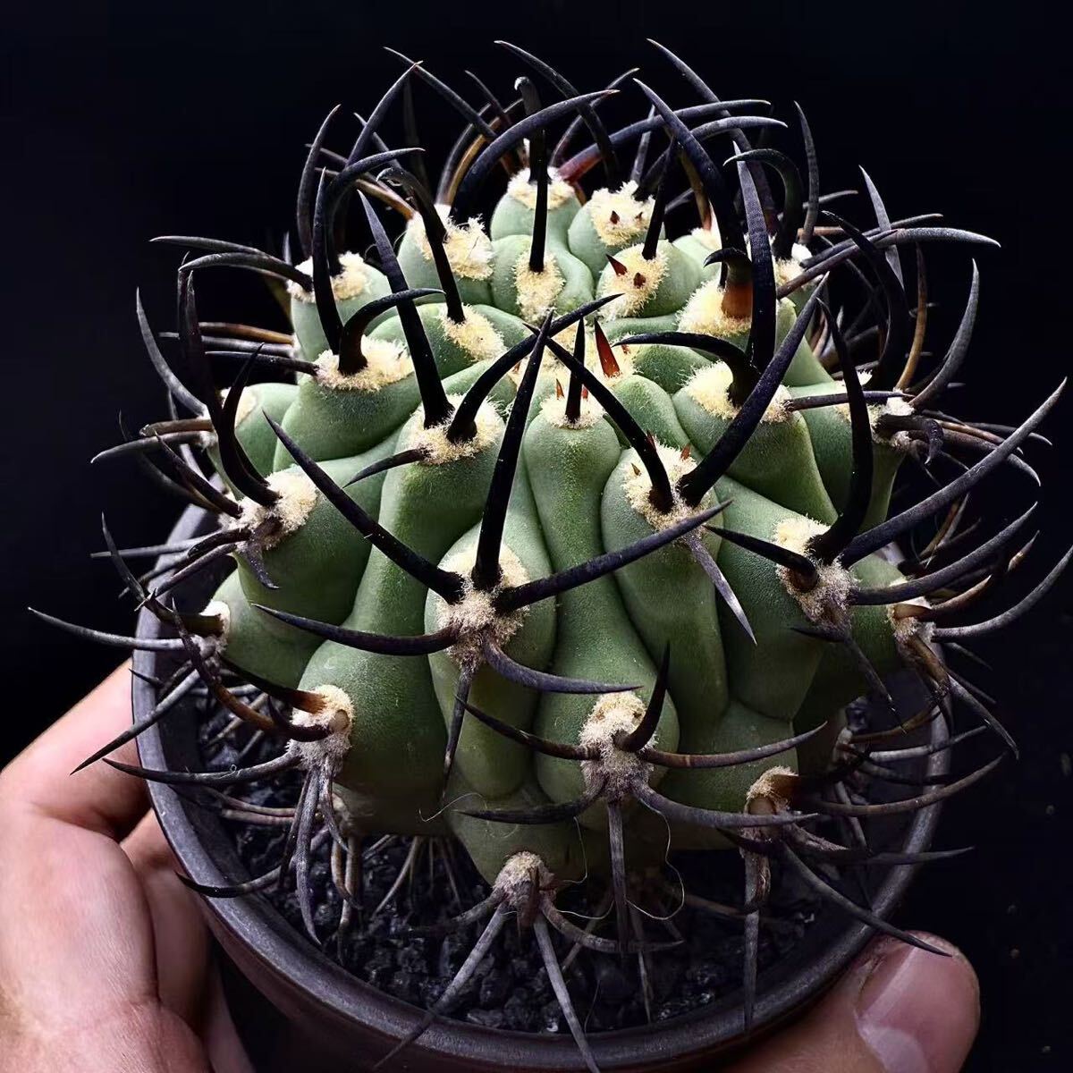 Yahoo!オークション - 383G 選抜株 エリオシケ 極光丸 Eriosyce cerati...