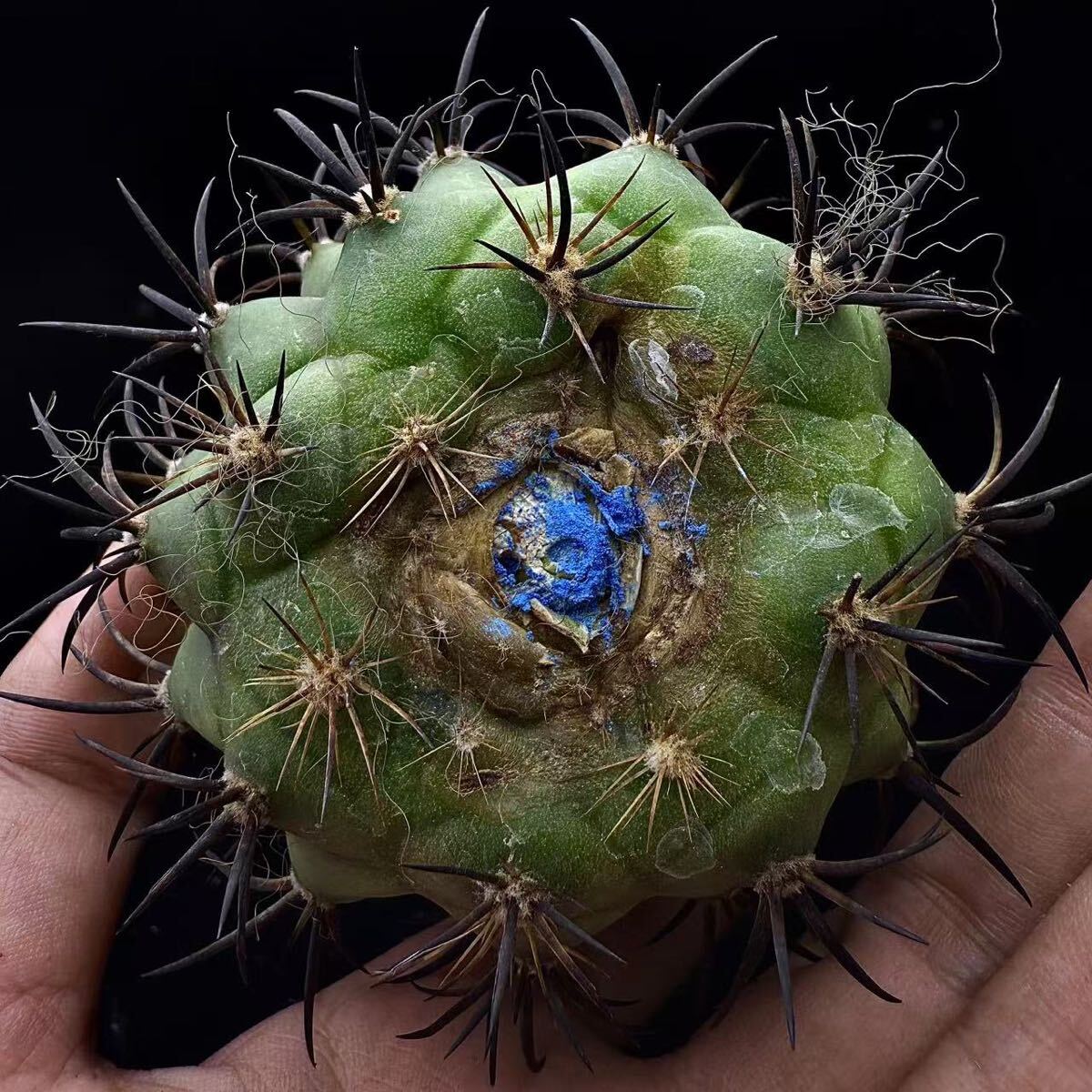 Yahoo!オークション - 383G 選抜株 エリオシケ 極光丸 Eriosyce cerati...