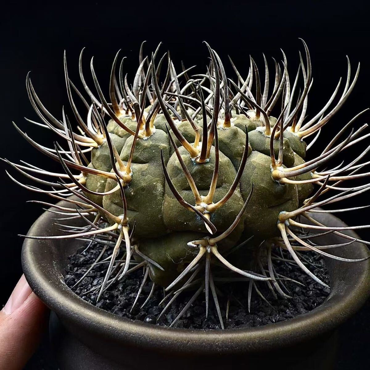 Yahoo!オークション - 385Gギムノカリキウム 武勲丸バリスピナム サボ...