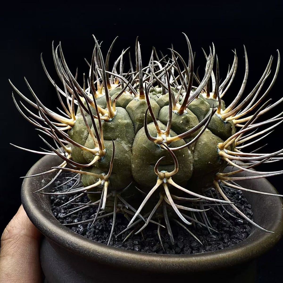 Yahoo!オークション - 385Gギムノカリキウム 武勲丸バリスピナム サボ...