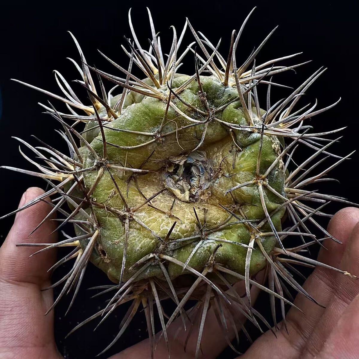 Yahoo!オークション - 385Gギムノカリキウム 武勲丸バリスピナム サボ...