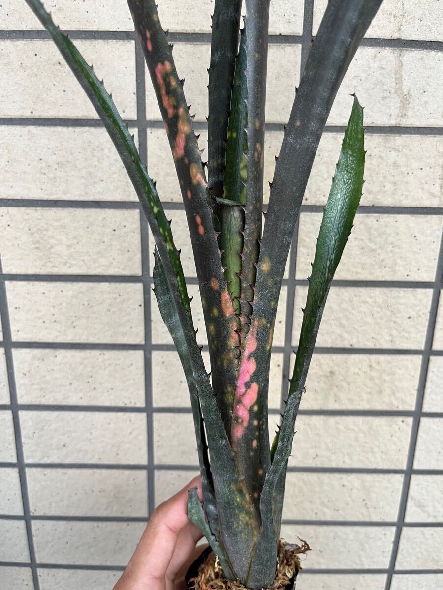 Yahoo!オークション - ブロメリア billbergia toneprai bokeh ビルベル...