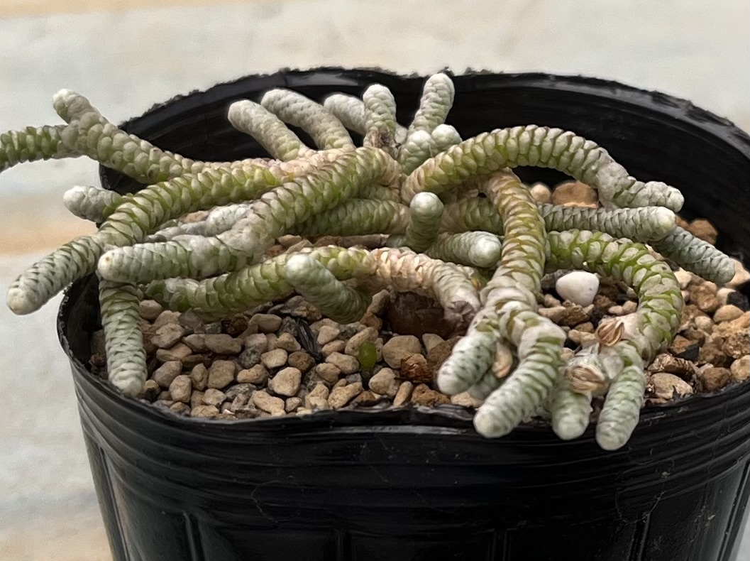 Yahoo!オークション - アボニア Avonia albissima var.grisea 12km Pla...