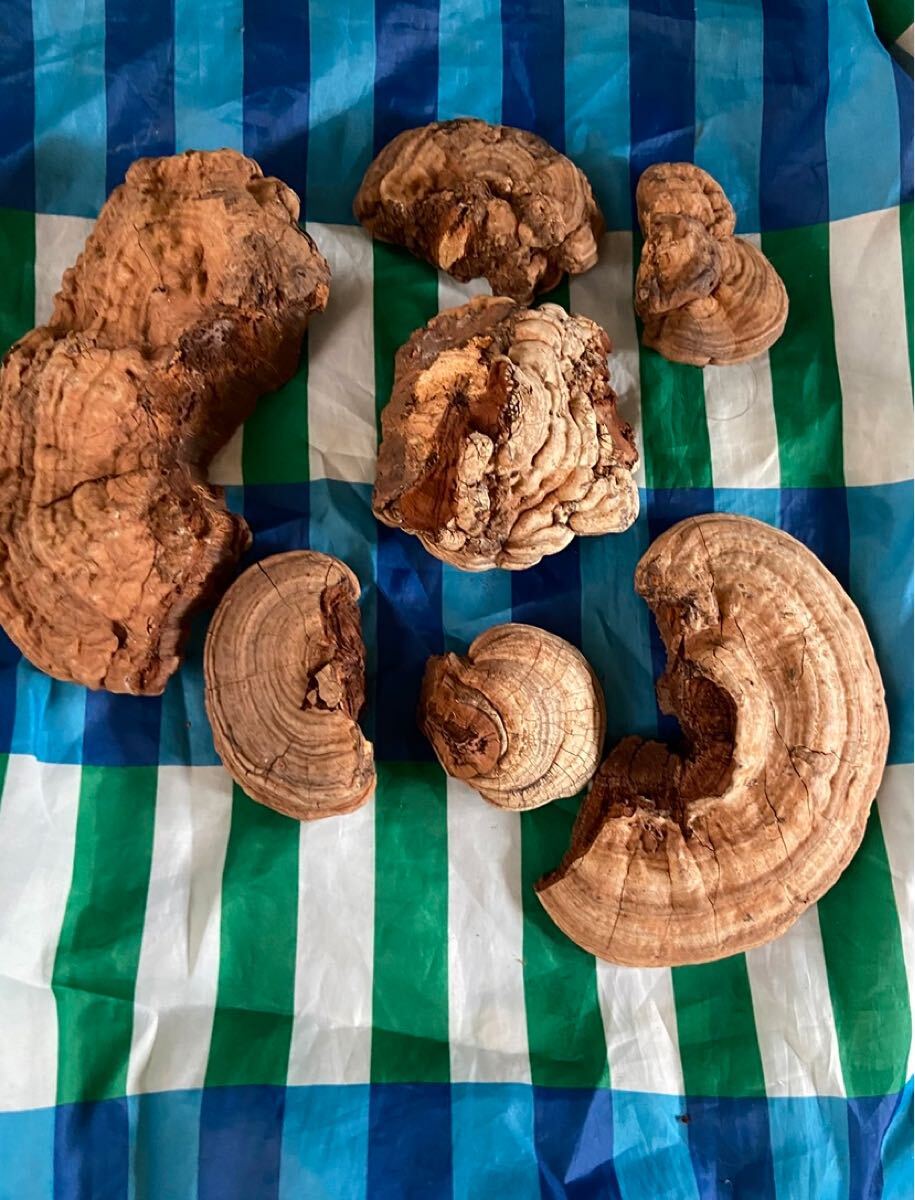 Yahoo!オークション - サルノコシカケ403gとおまけ