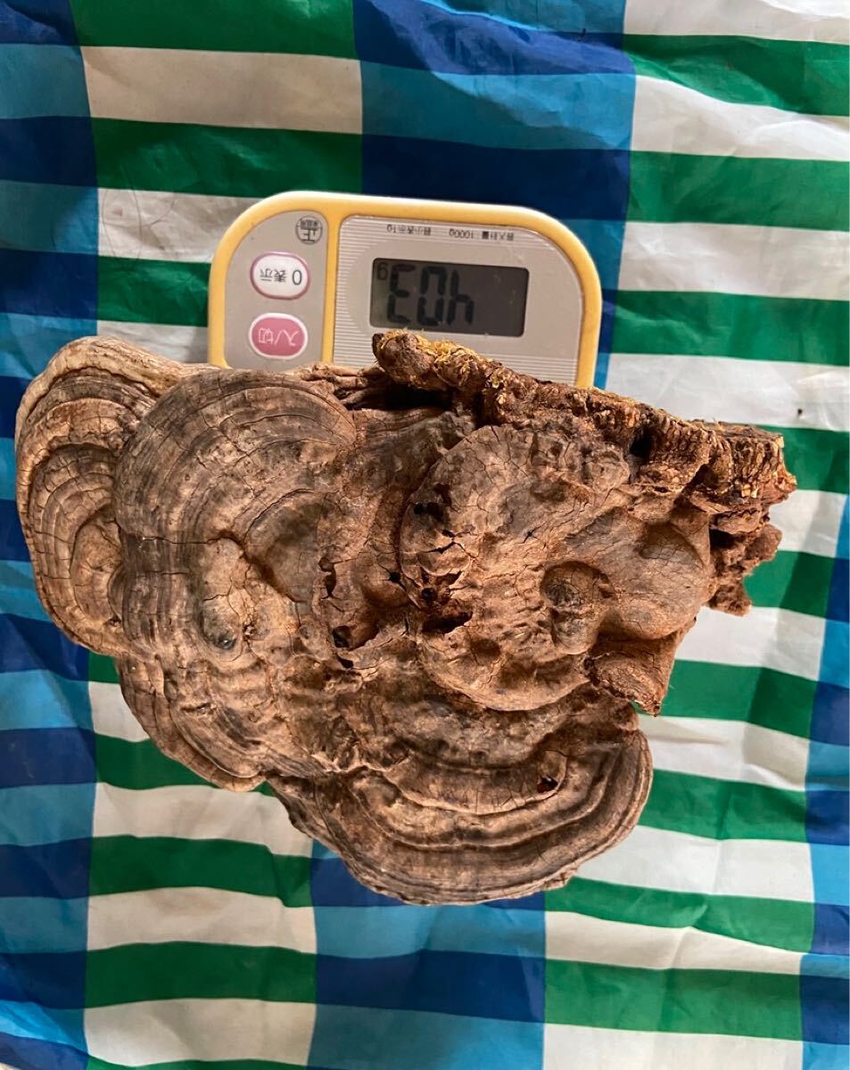 Yahoo!オークション - サルノコシカケ403gとおまけ