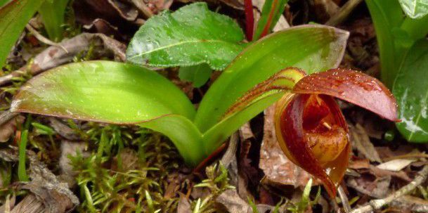 Yahoo!オークション - BZ2山野草Cypri.バルドルフィアナム紅花 希有 花...