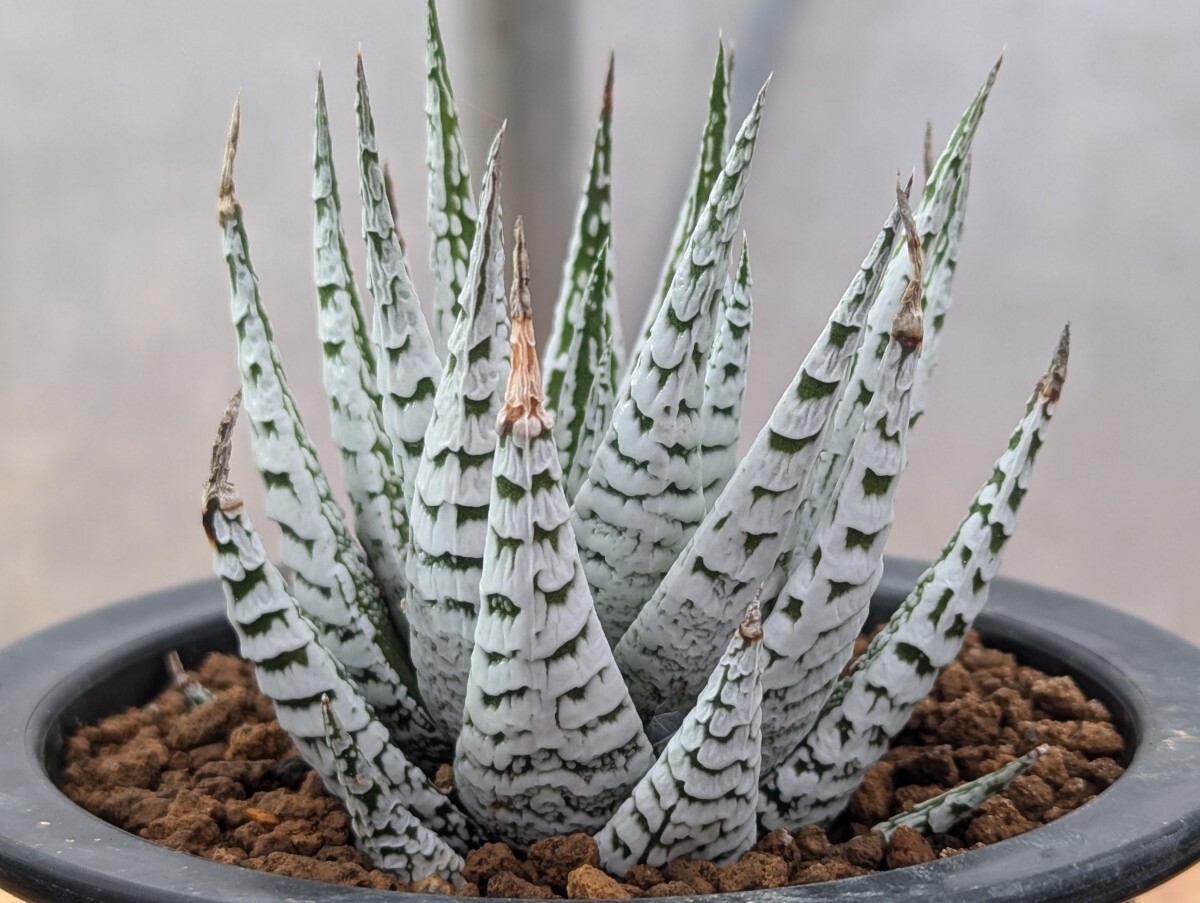 Yahoo!オークション - 多肉植物 ハオルチア A霜降り