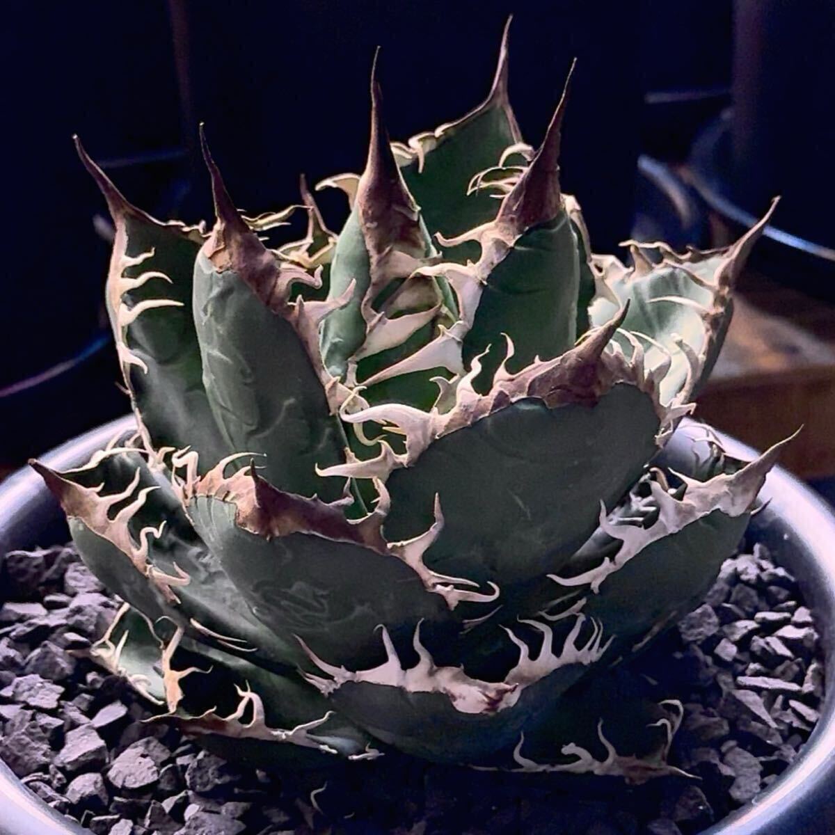 Yahoo!オークション - 【FK PLANTS】 Agave oteroi 'FK-03' （子株）ア...