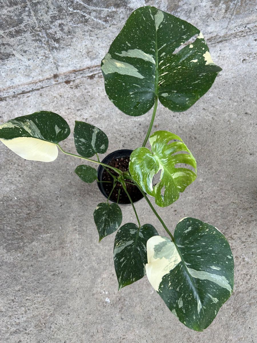 Yahoo!オークション - 【みどりの倉庫】 モンステラ タイコンステレー...