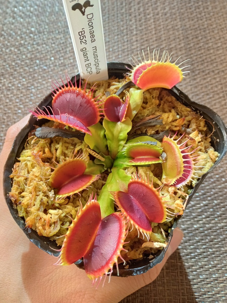 Yahoo!オークション - 食虫植物 Dionaea muscipula B52 giant BCP ハエ...