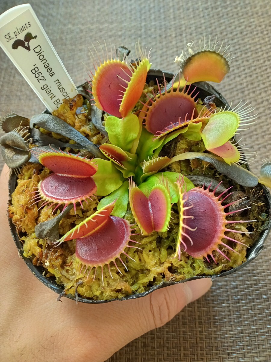 Yahoo!オークション - 食虫植物 Dionaea muscipula B52 giant BCP No.2...