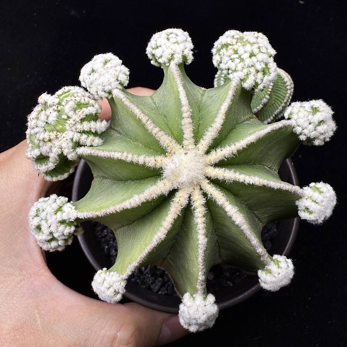 Yahoo!オークション - B93 ヒントニー 群生 Aztekium hintonii サボテ...