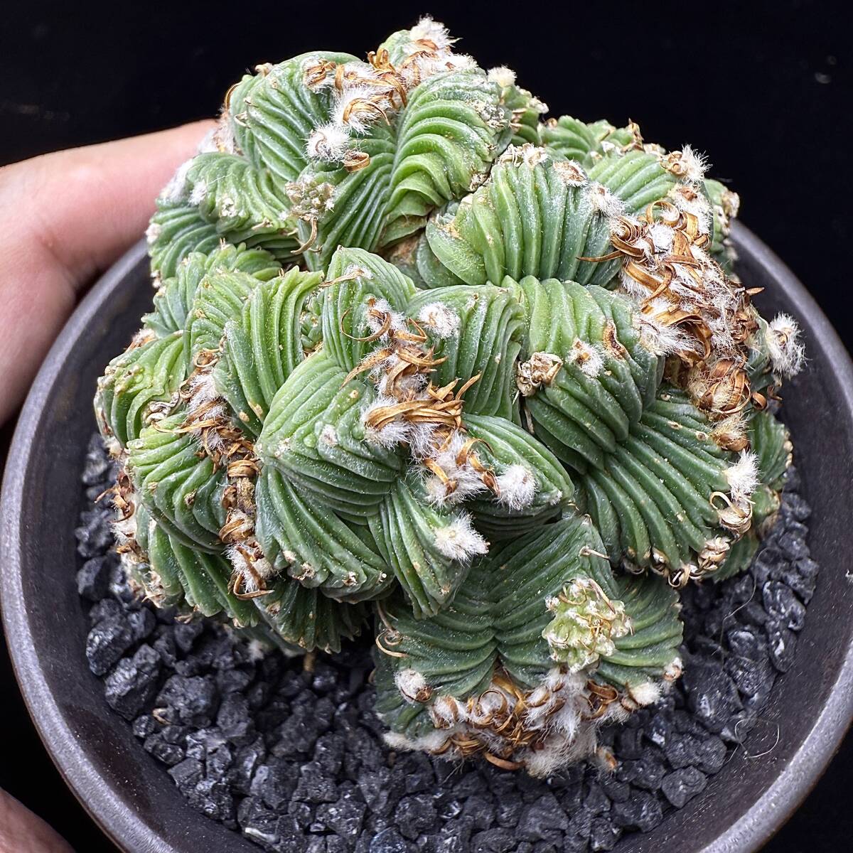 Yahoo!オークション - B96 アズテキウム 花籠 リッテリー 群生 サボテ...