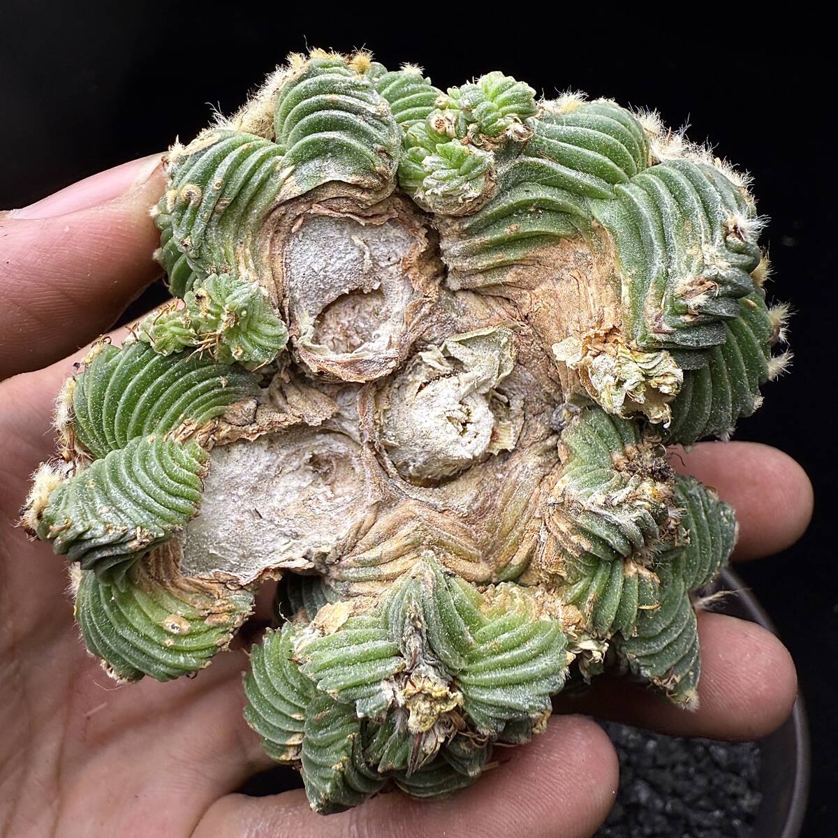 Yahoo!オークション - B96 アズテキウム 花籠 リッテリー 群生 サボテ...