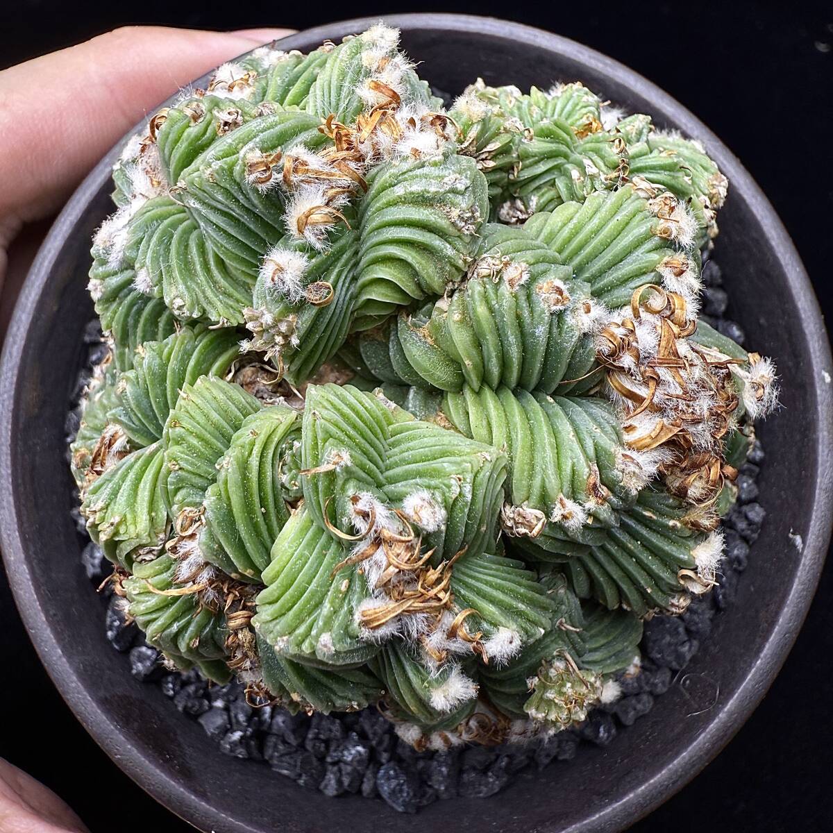 Yahoo!オークション - B96 アズテキウム 花籠 リッテリー 群生 サボテ...